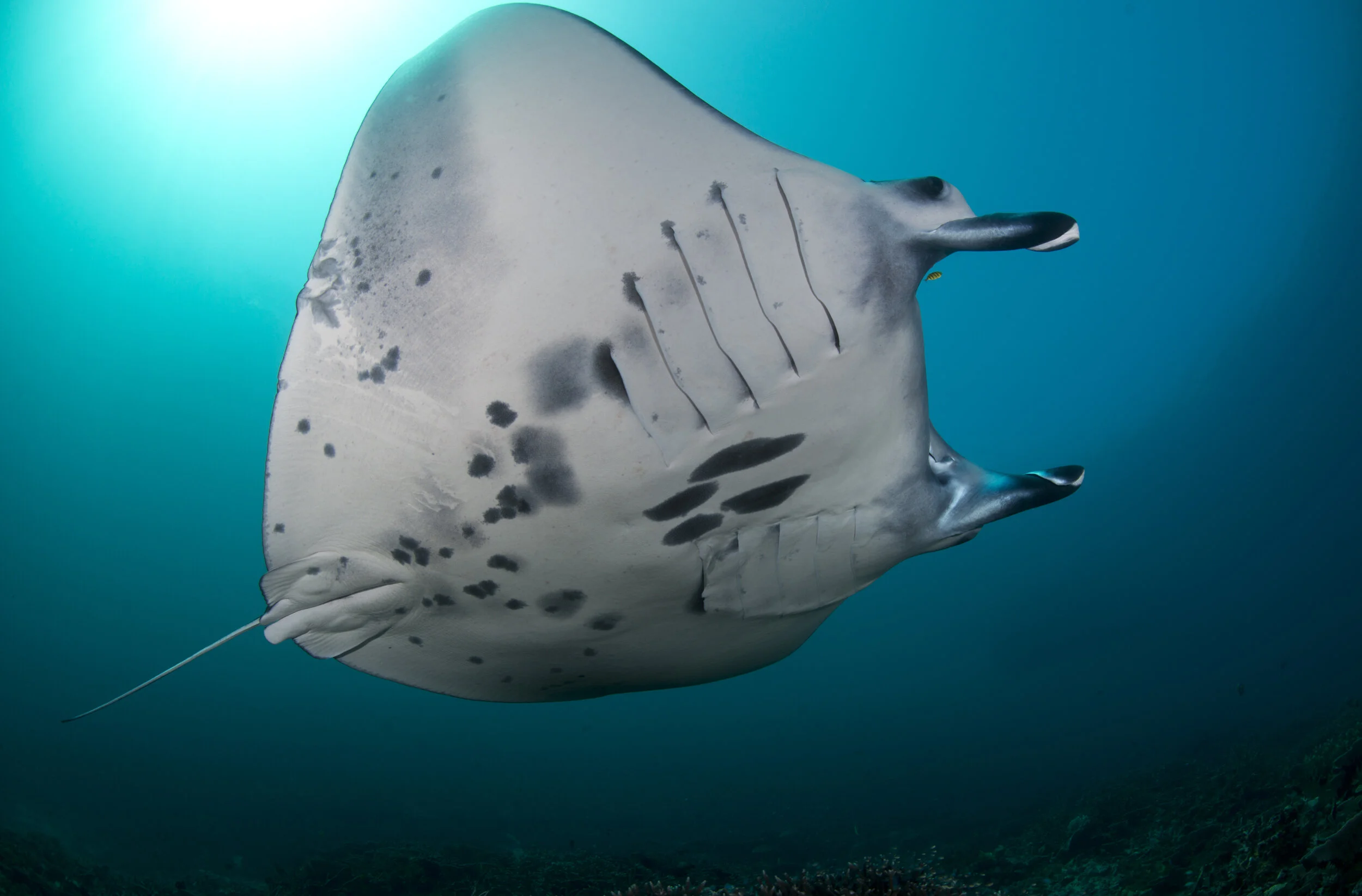 Adopt a Manta Ray - A Manta Ray Adoption is the perfect Gift for Manta ...