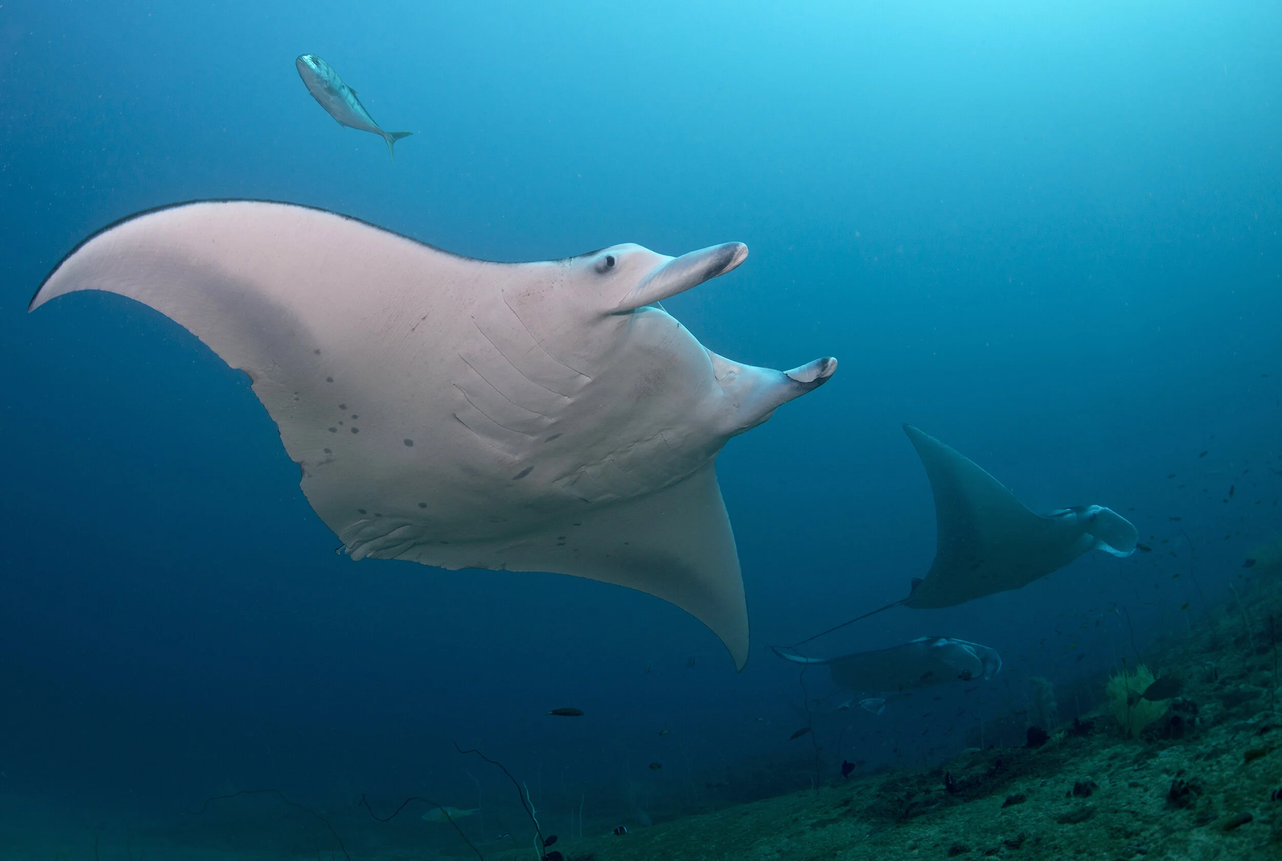 New DNA research reveals connectivity of manta rays in southeastern Africa — Marine Megafauna ...
