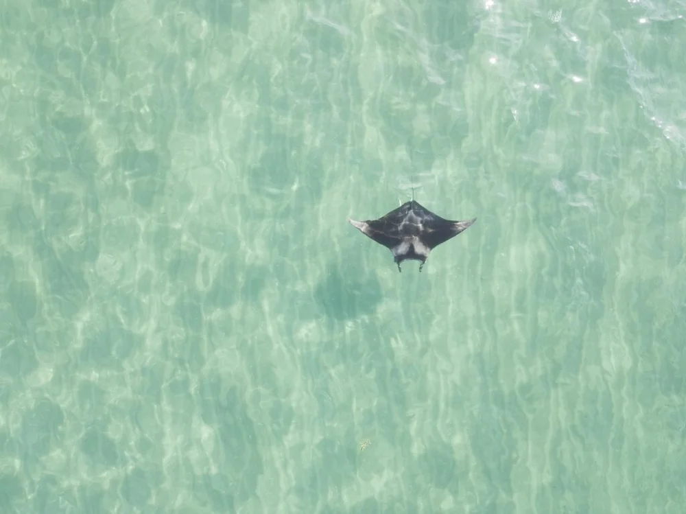Urban Mantas: A potential nursery ground for manta rays may be under ...