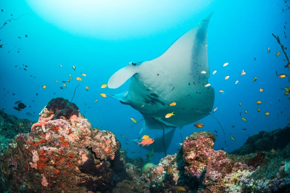 Underwater Listening Stations Track Reef Manta Rays In Mozambique