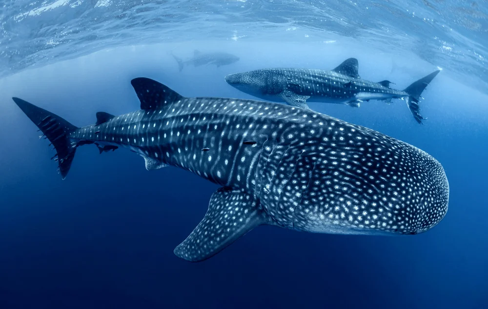 Guide to Whale sharks — Marine Megafauna Foundation