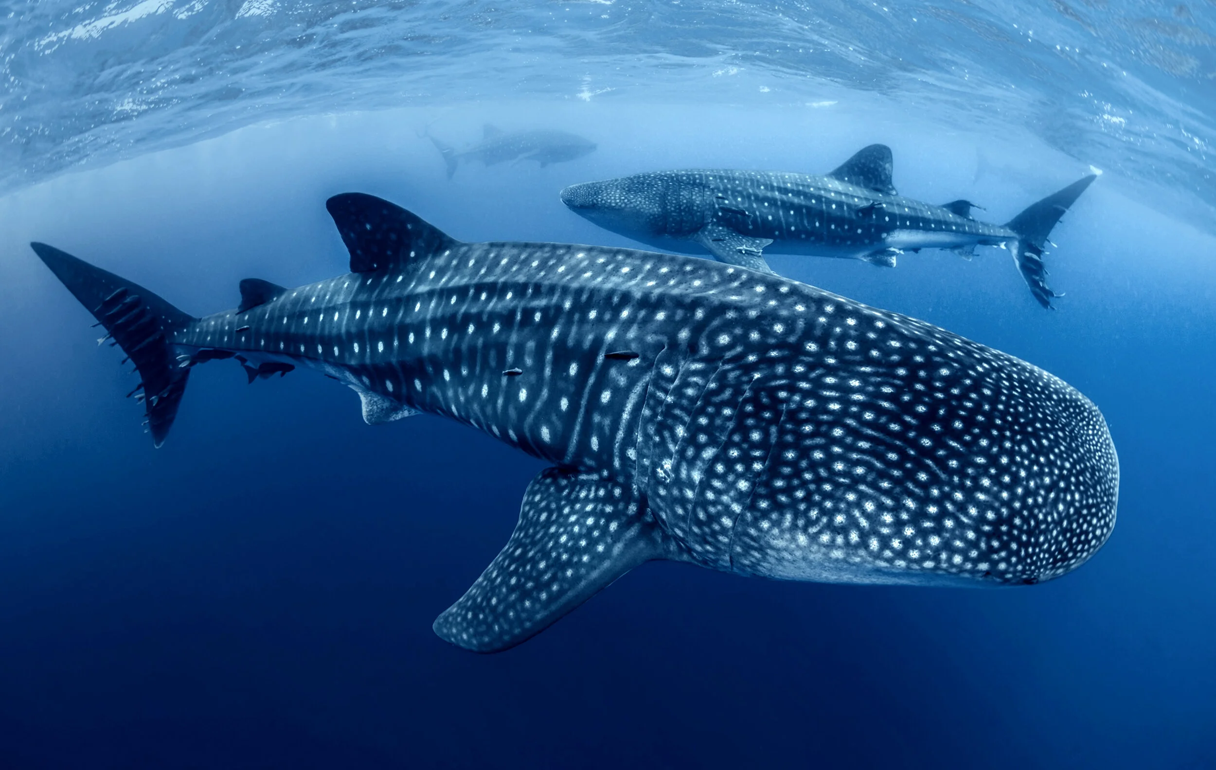 Guide To Whale Sharks Marine Megafauna Foundation Guide To Whale Sharks Marine Megafauna Foundation