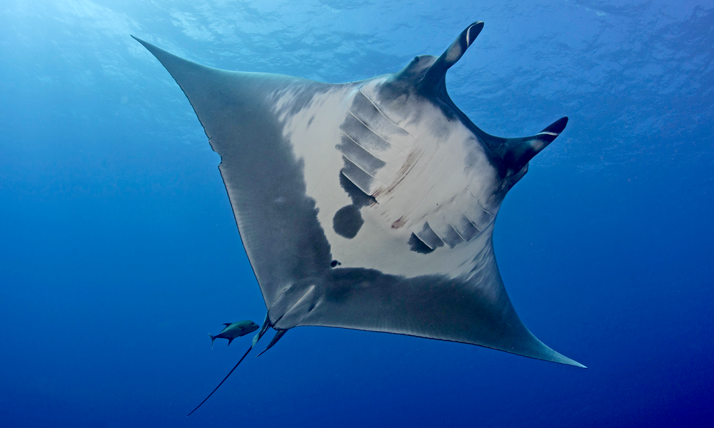 Giant manta becomes the first manta ray to be listed as an endangered ...
