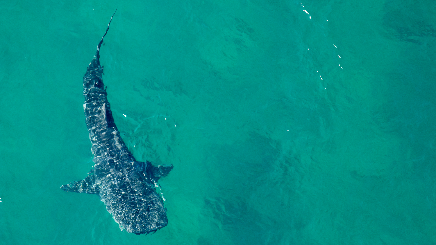 Manta rays and whale sharks now protected in Mozambique — Marine ...