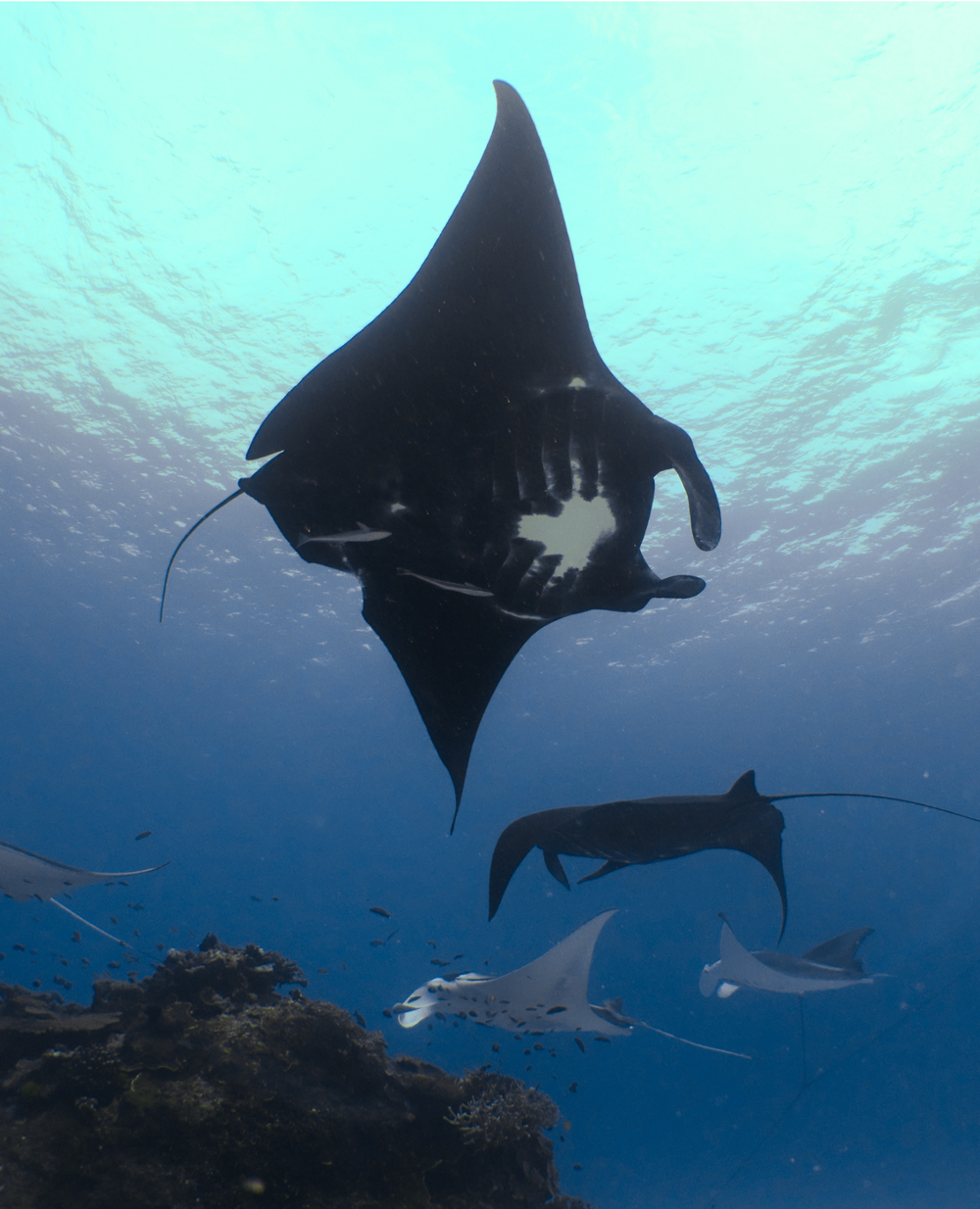 Scientists explore the occurrence of black manta rays in the Indo ...