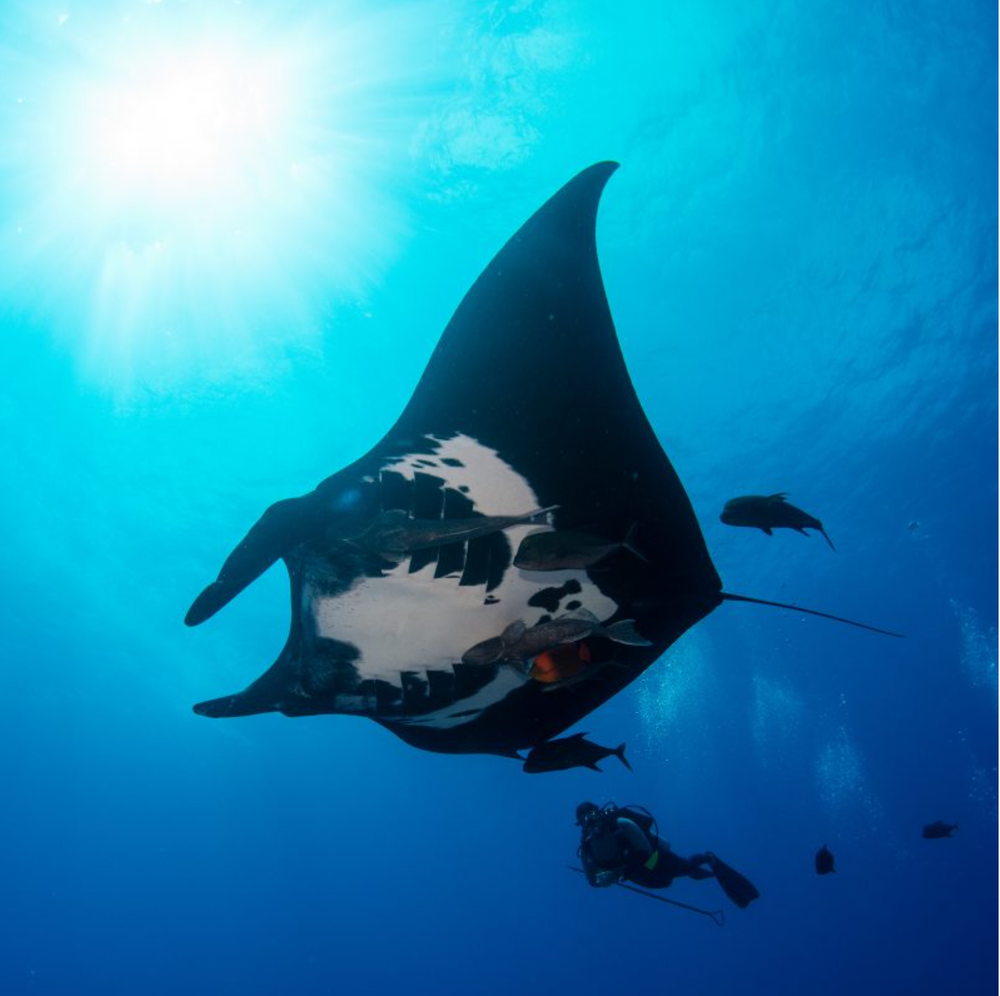 Scientists explore the occurrence of black manta rays in the Indo ...