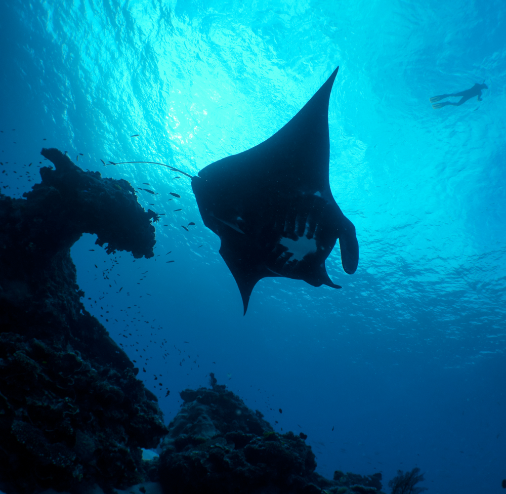 Scientists explore the occurrence of black manta rays in the Indo ...