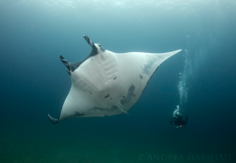 Giant manta ray muscles reveal feeding behaviors — Marine Megafauna ...
