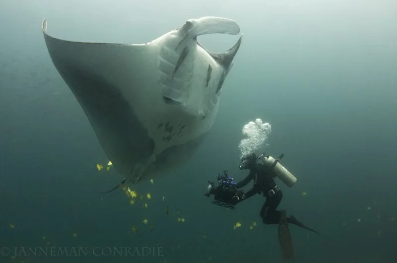 Giant manta ray muscles reveal feeding behaviors — Marine Megafauna ...