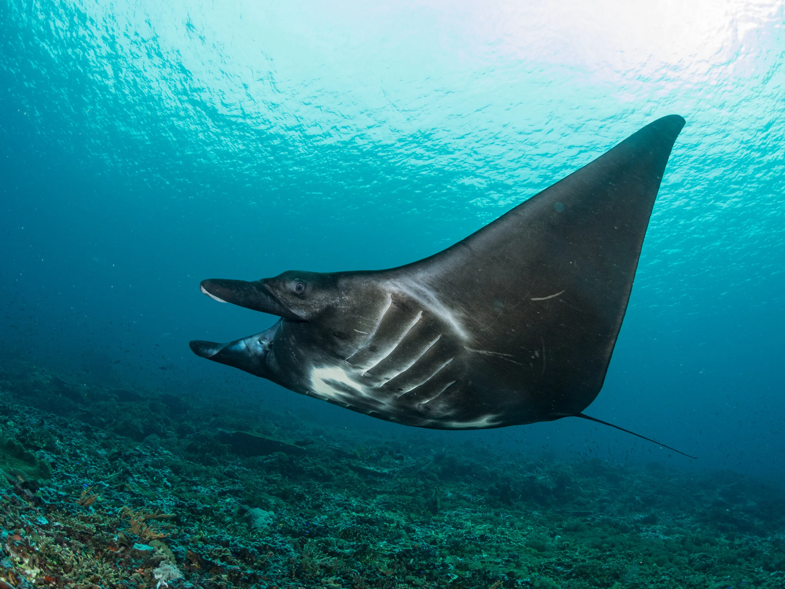 Scientists explore the occurrence of black manta rays in the Indo ...