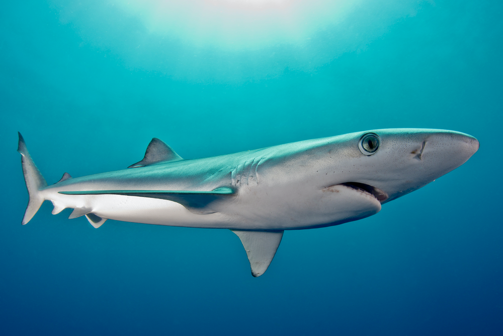 End of the Line: Oceanic sharks and rays in 50-year decline — Marine ...