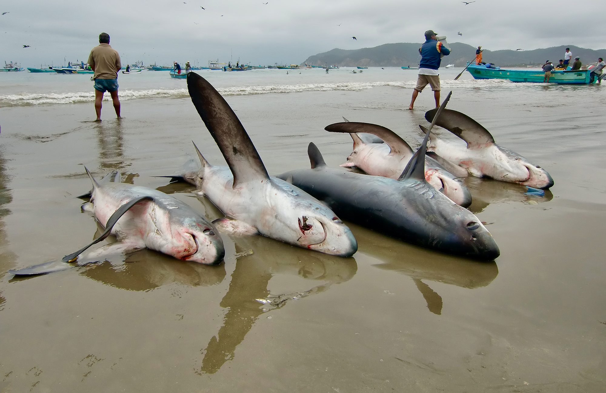 End of the Line: Oceanic sharks and rays in 50-year decline — Marine ...