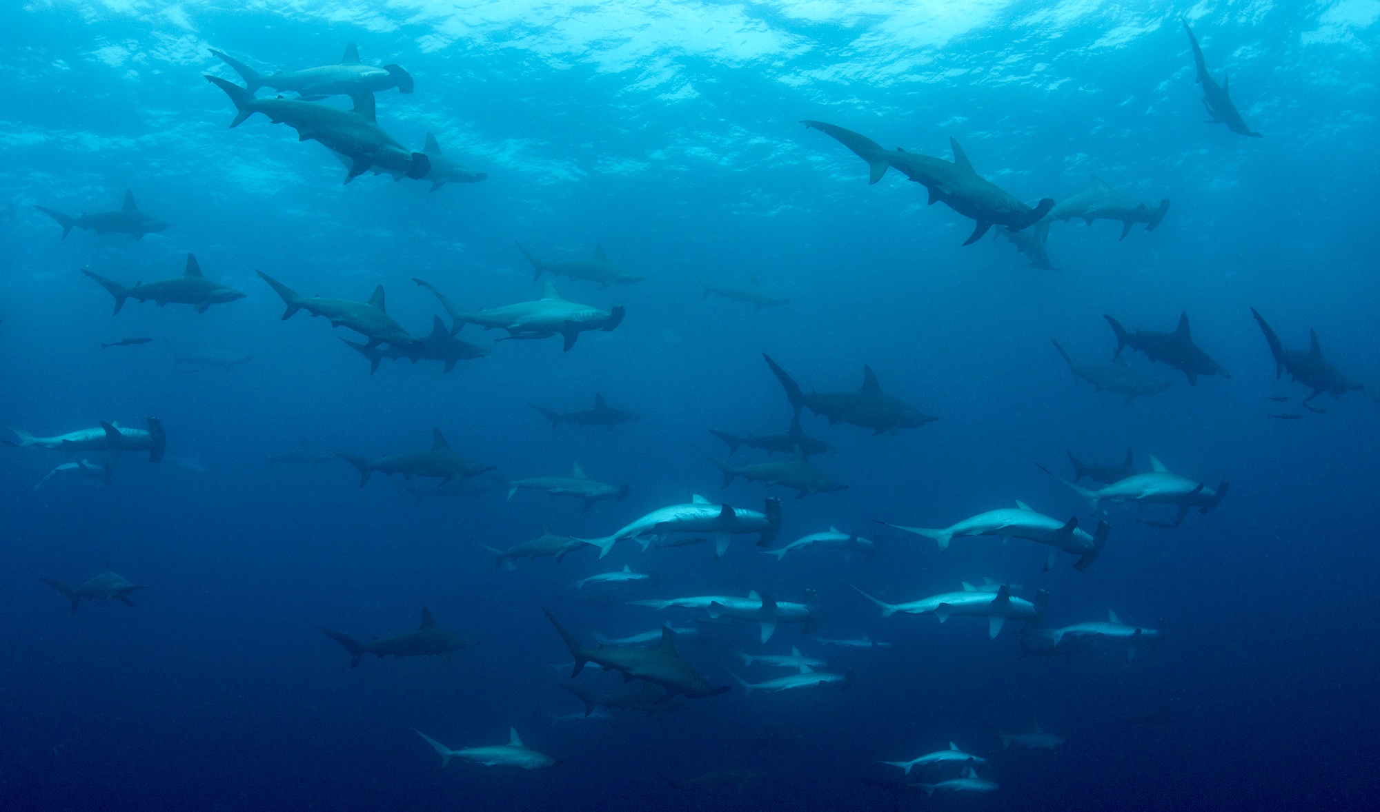 End of the Line: Oceanic sharks and rays in 50-year decline — Marine ...