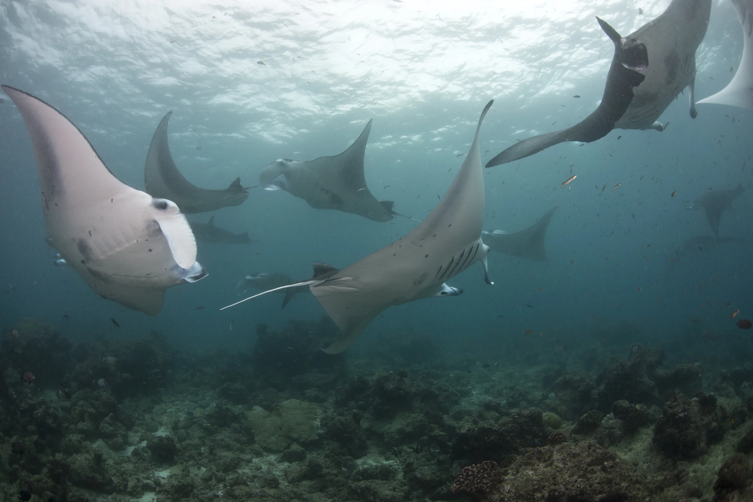Adopt a Manta Ray - A Manta Ray Adoption is the perfect Gift for Manta ...