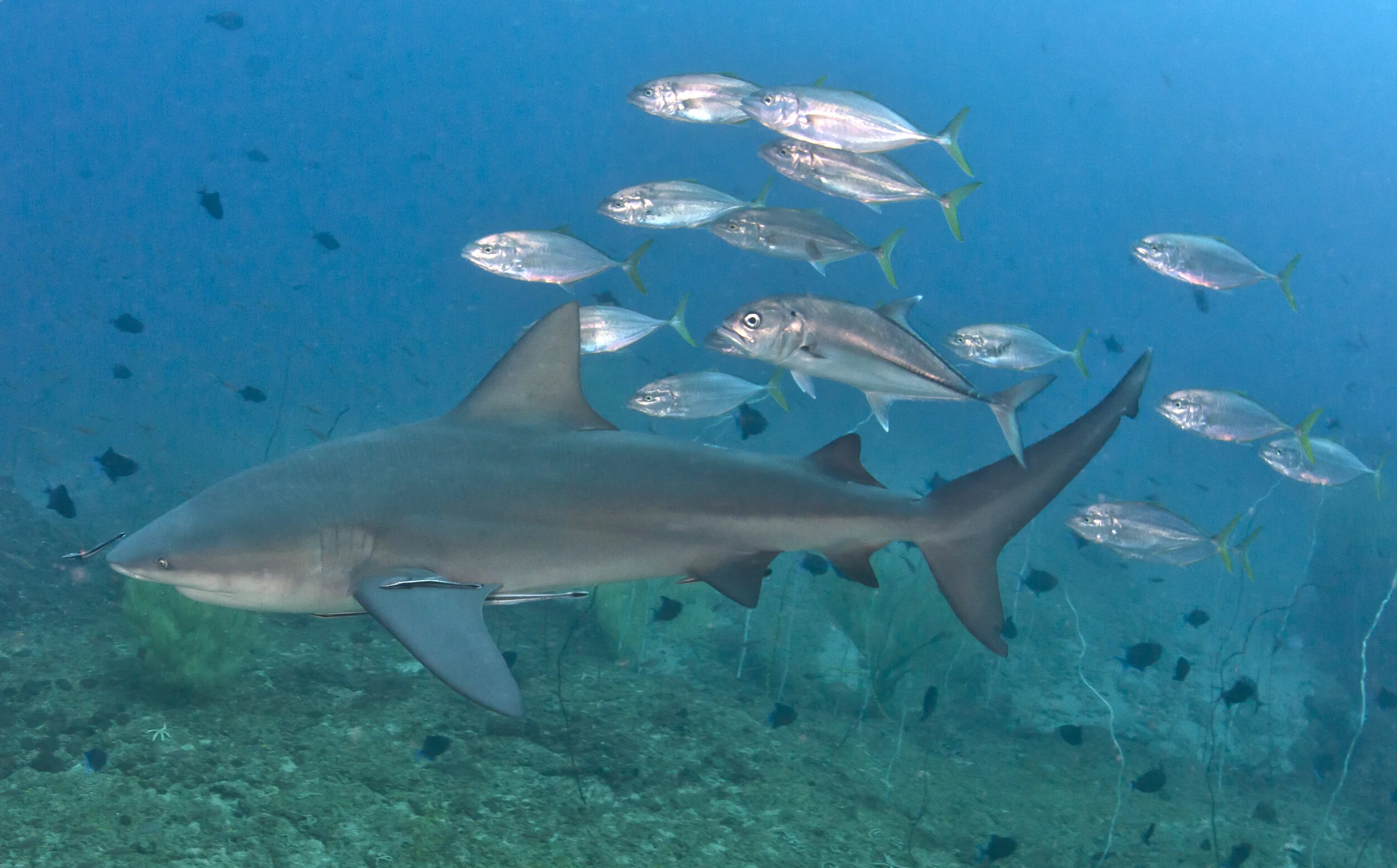 Mozambique Bull Shark Research Project — Marine Megafauna Foundation