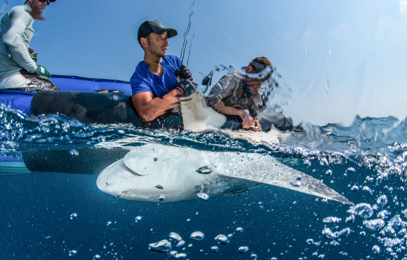 Mozambique Bull Shark Research Project — Marine Megafauna Foundation