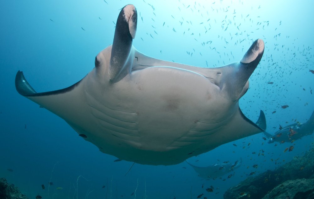 Mozambique Manta & Devil Ray Research Project — Marine Megafauna Foundation