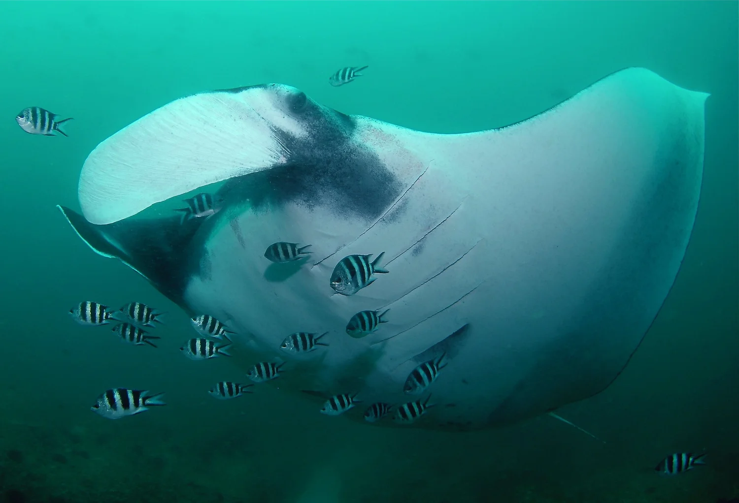 Mozambique Manta & Devil Ray Research Project — Marine Megafauna Foundation
