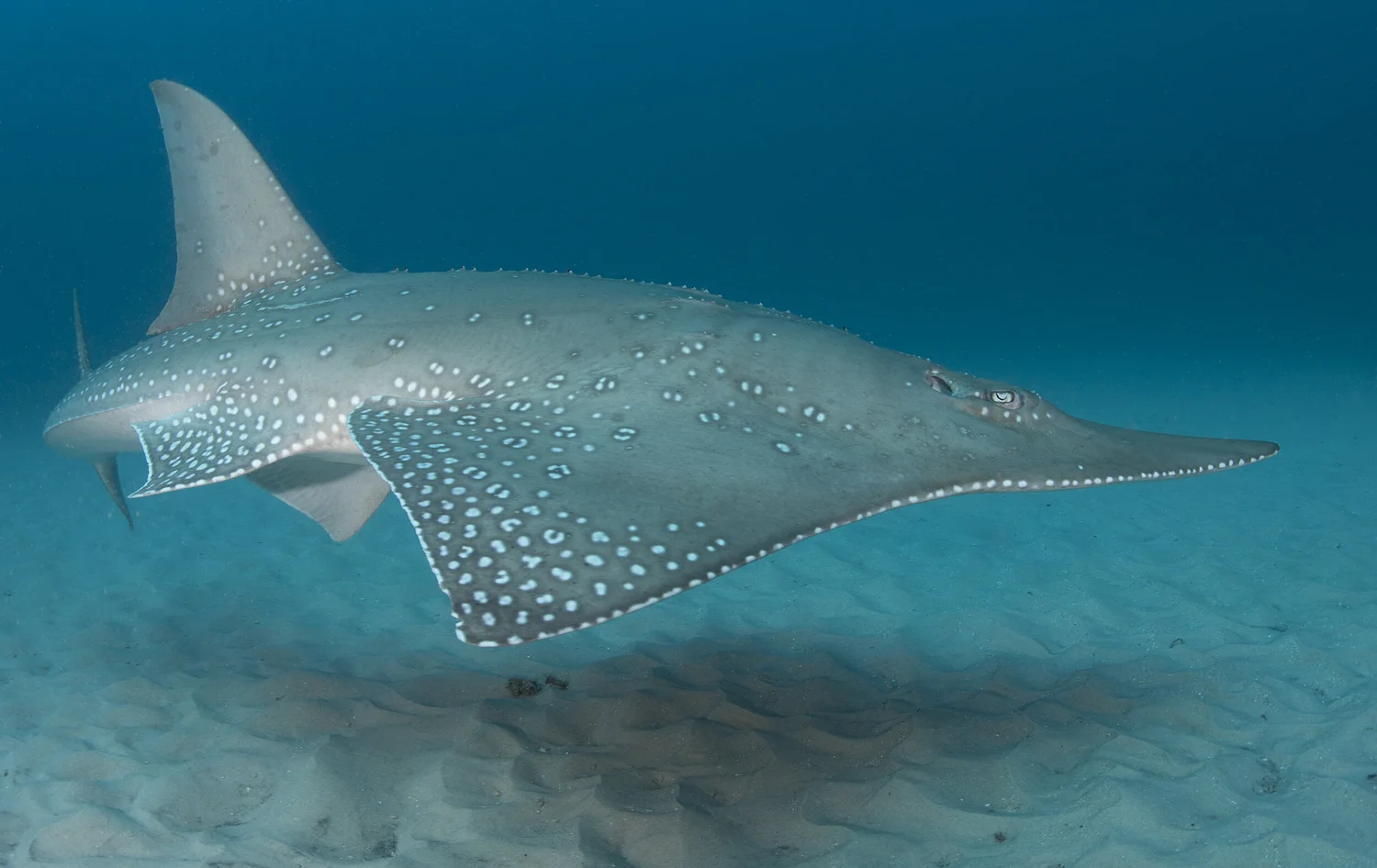 Mozambique Rhino Rays Research Project — Marine Megafauna Foundation
