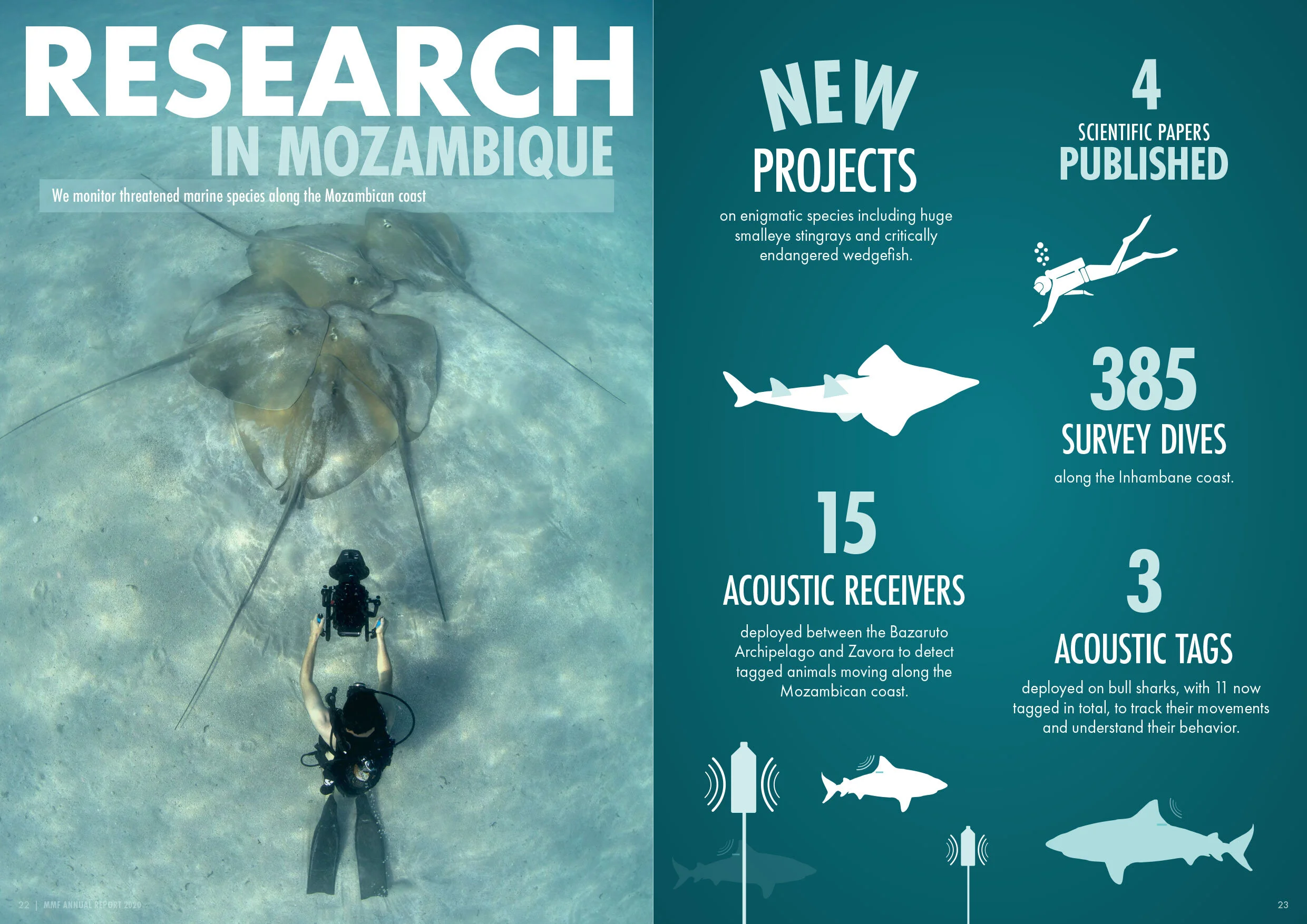 Mozambique-Projects — Marine Megafauna Foundation