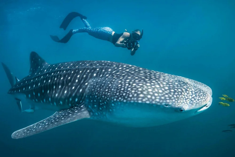 Mozambique Marine Science & Conservation Projects — Marine Megafauna ...
