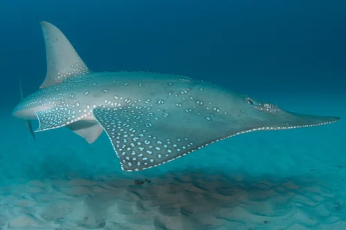 Mozambique Marine Science & Conservation Projects — Marine Megafauna ...