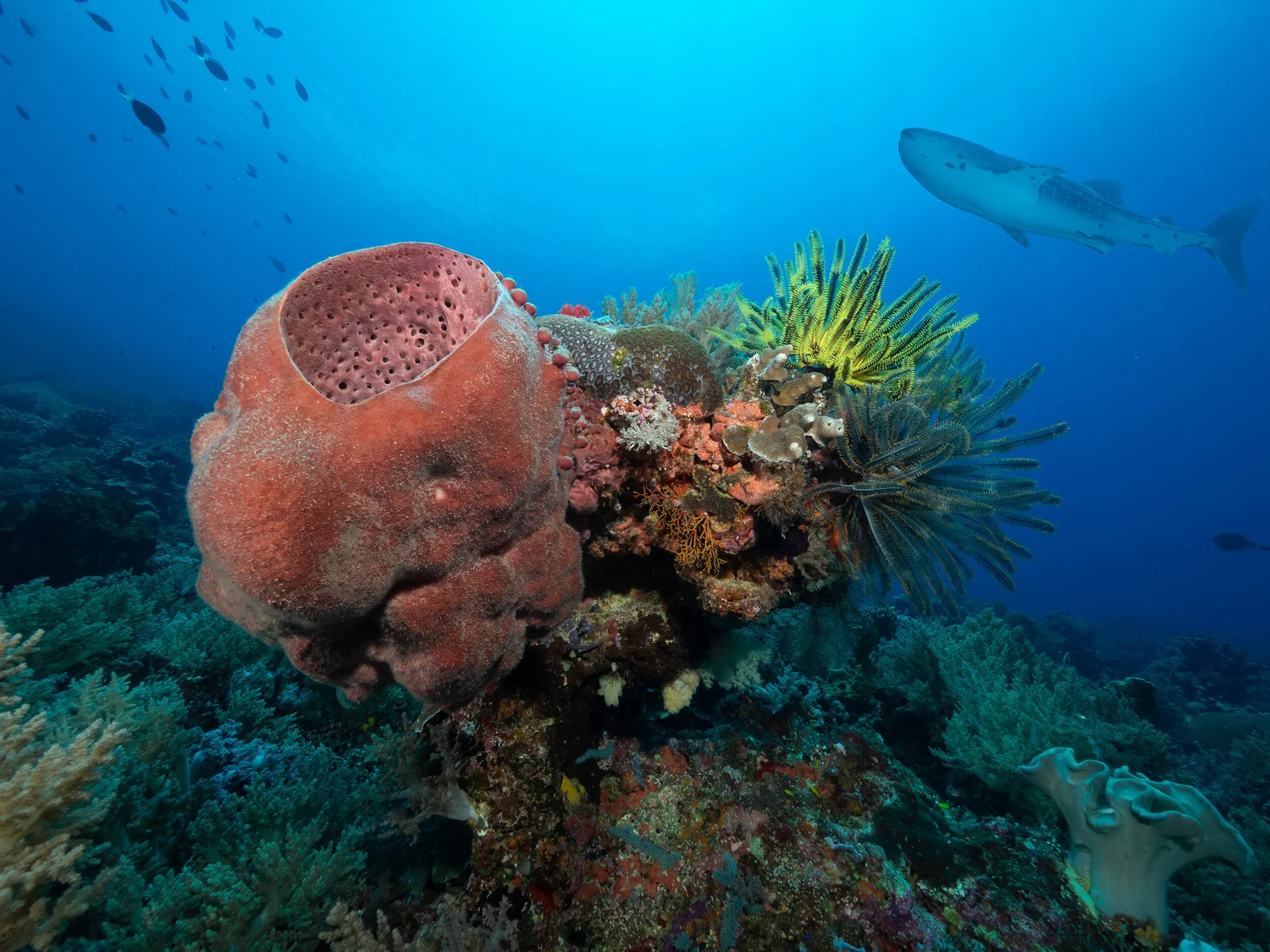 Tubbataha Reefs, Philippines — Marine Megafauna Foundation