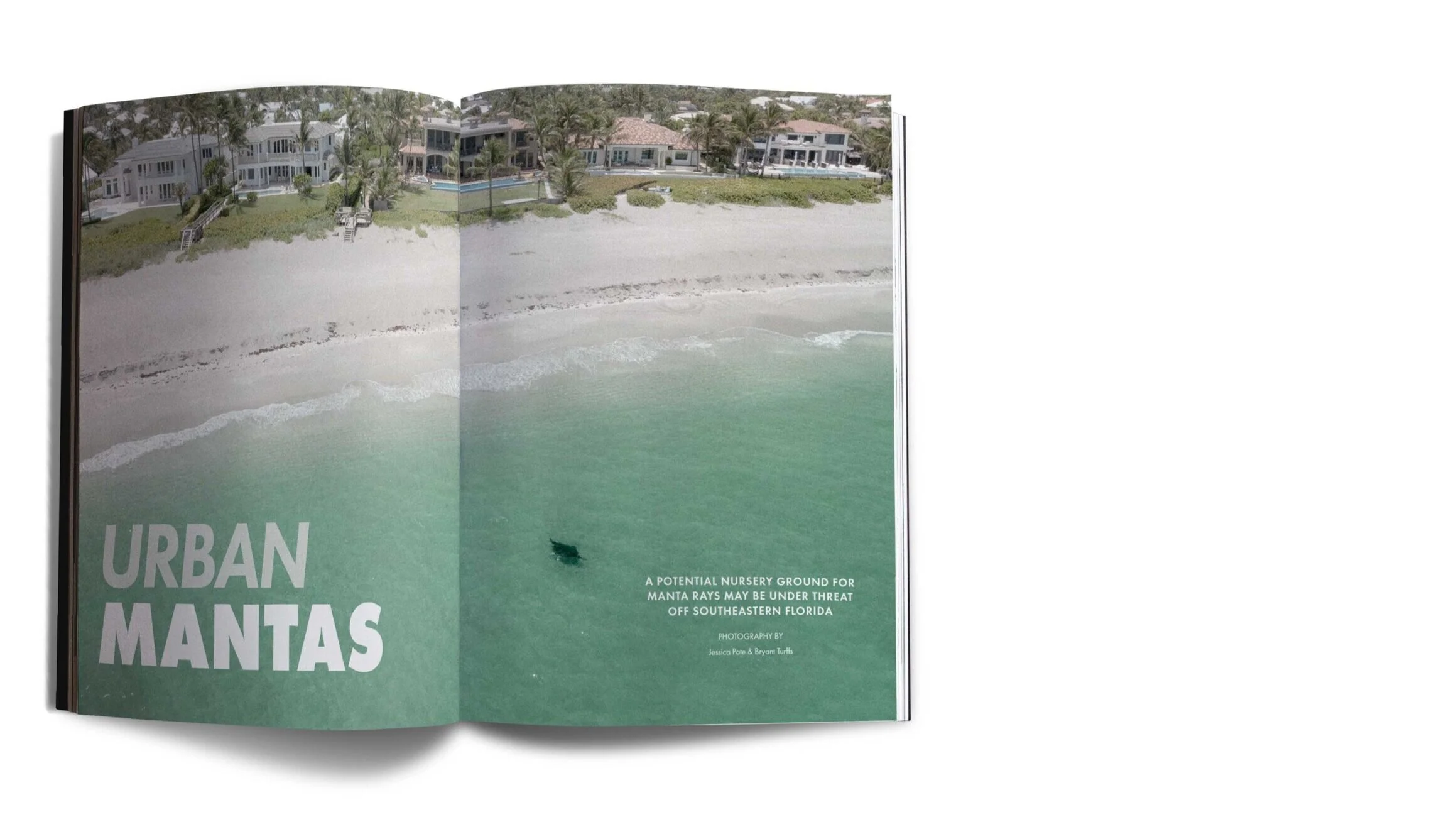 The Florida Manta Project — Marine Megafauna Foundation