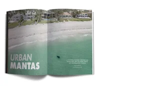 The Florida Manta Project — Marine Megafauna Foundation