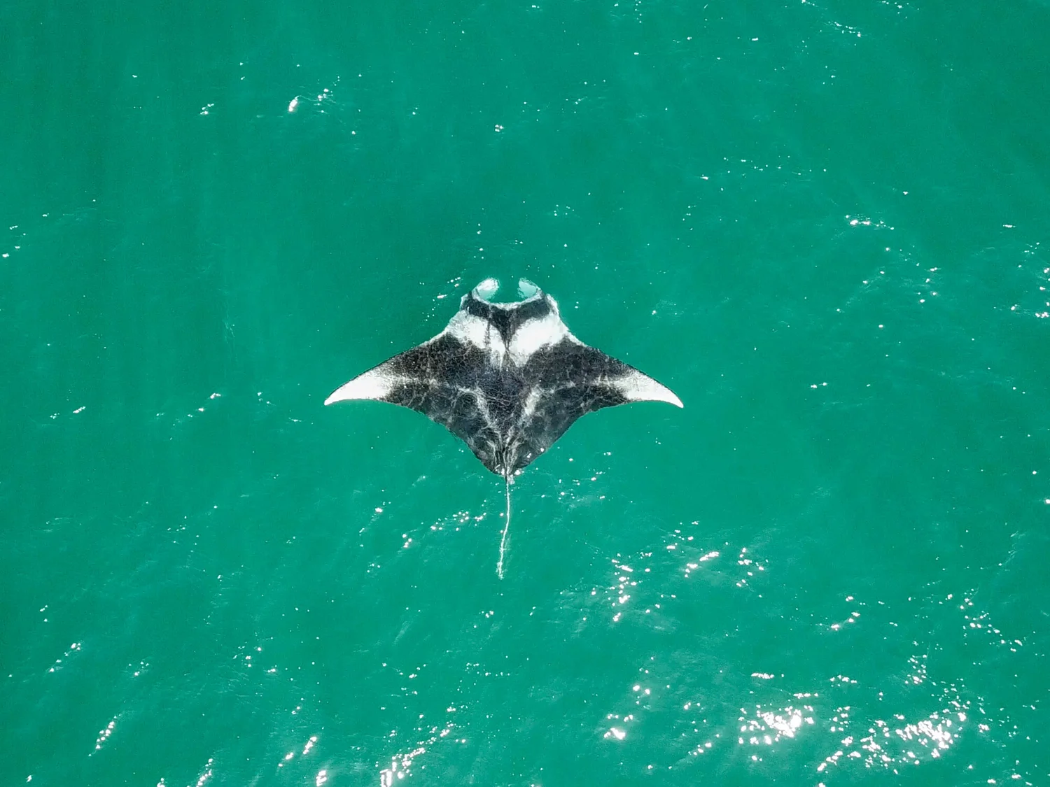 The Florida Manta Project — Marine Megafauna Foundation