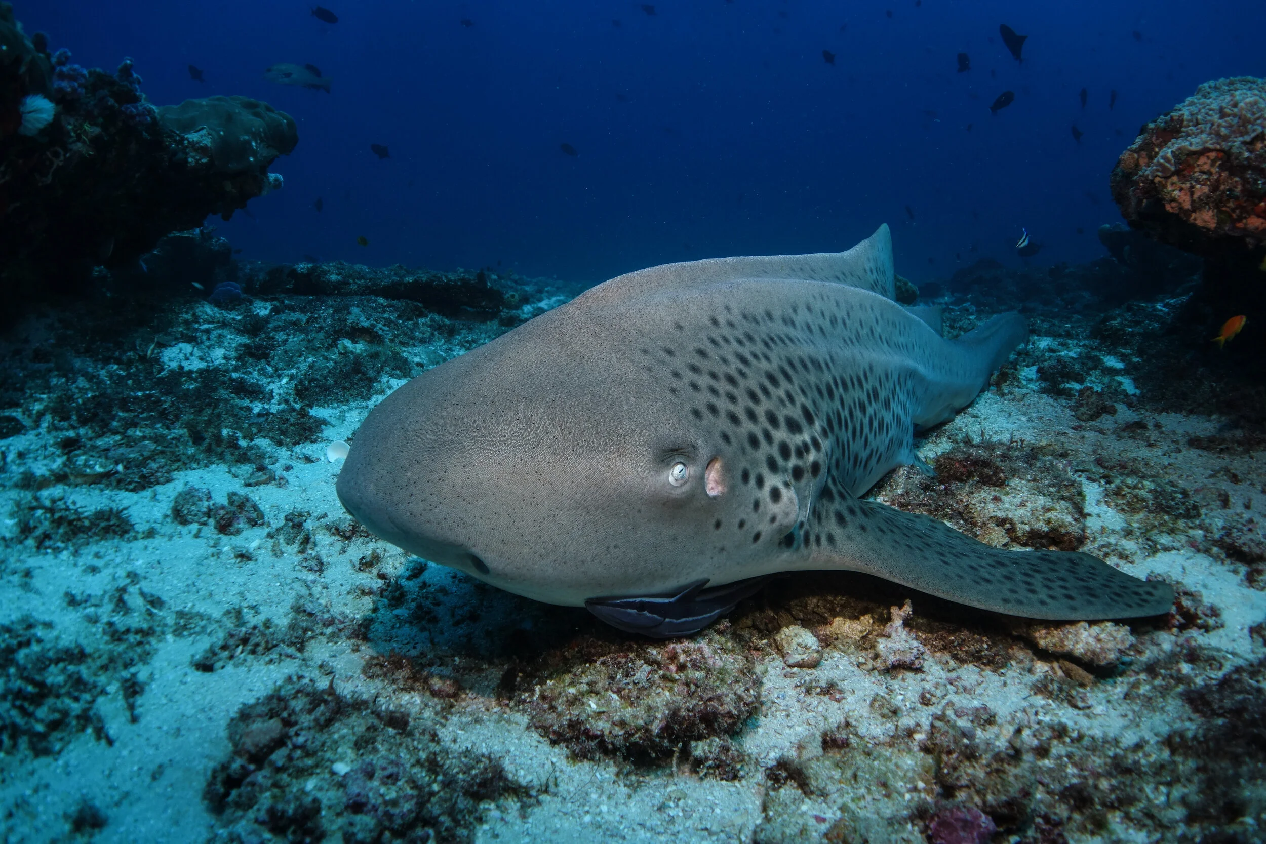 First Study of Zebra Sharks in Africa Reveals New Hotspot in Need of ...