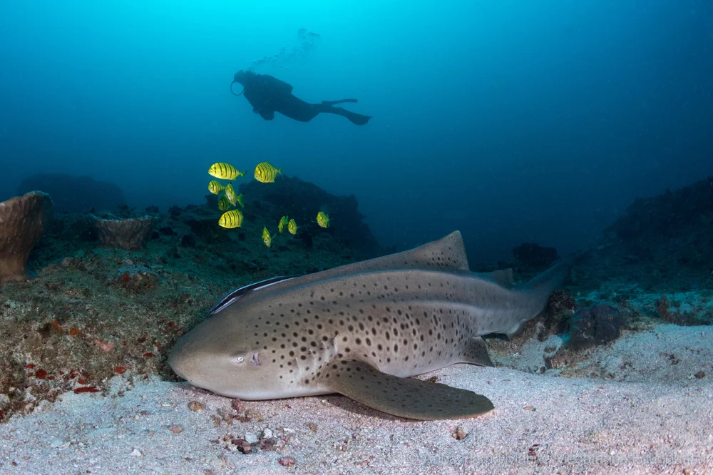 MMF Helps Shape Seven New Important Shark and Ray Areas in Myanmar ...