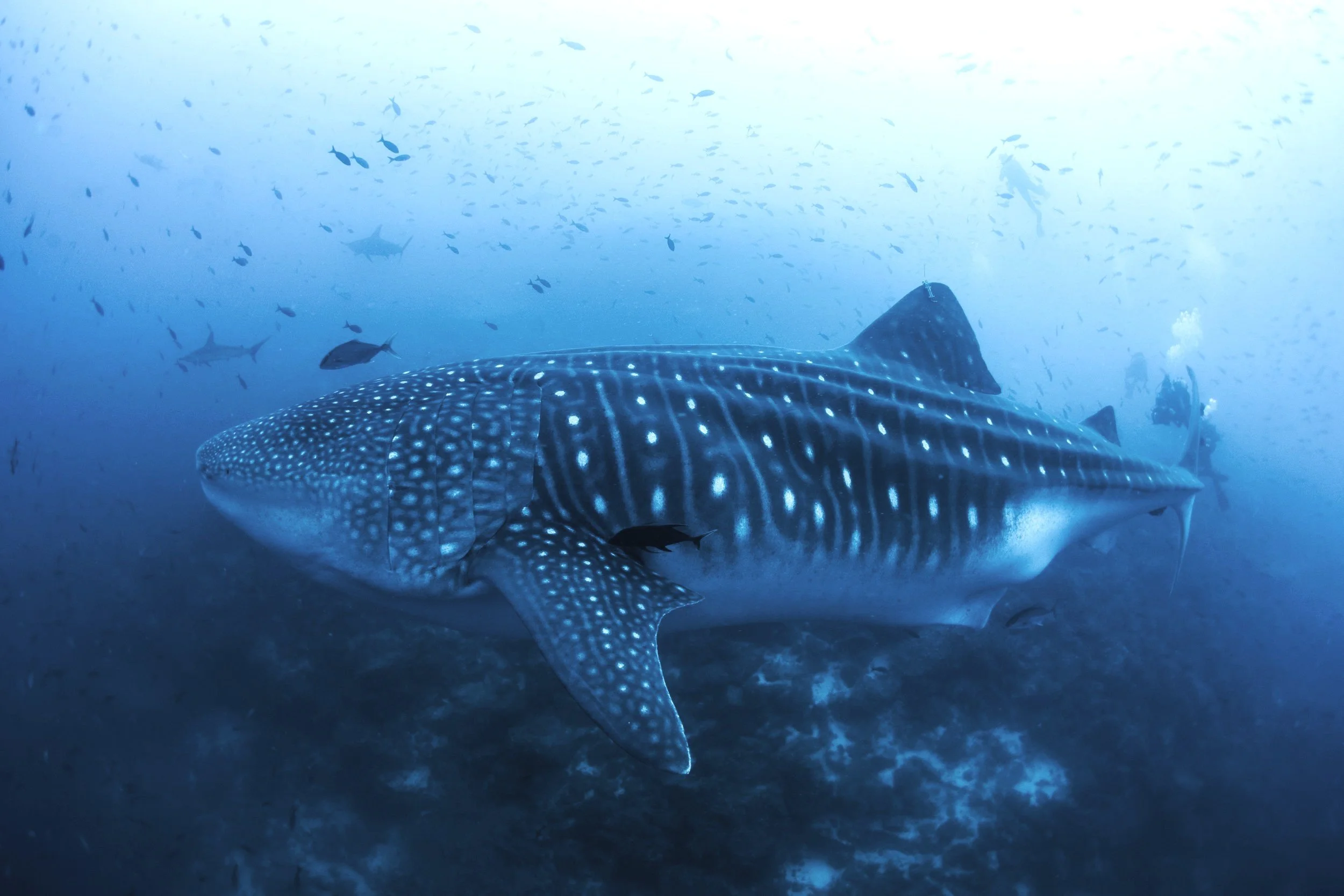 Global Whale Shark Research & Conservation Program — Marine Megafauna ...