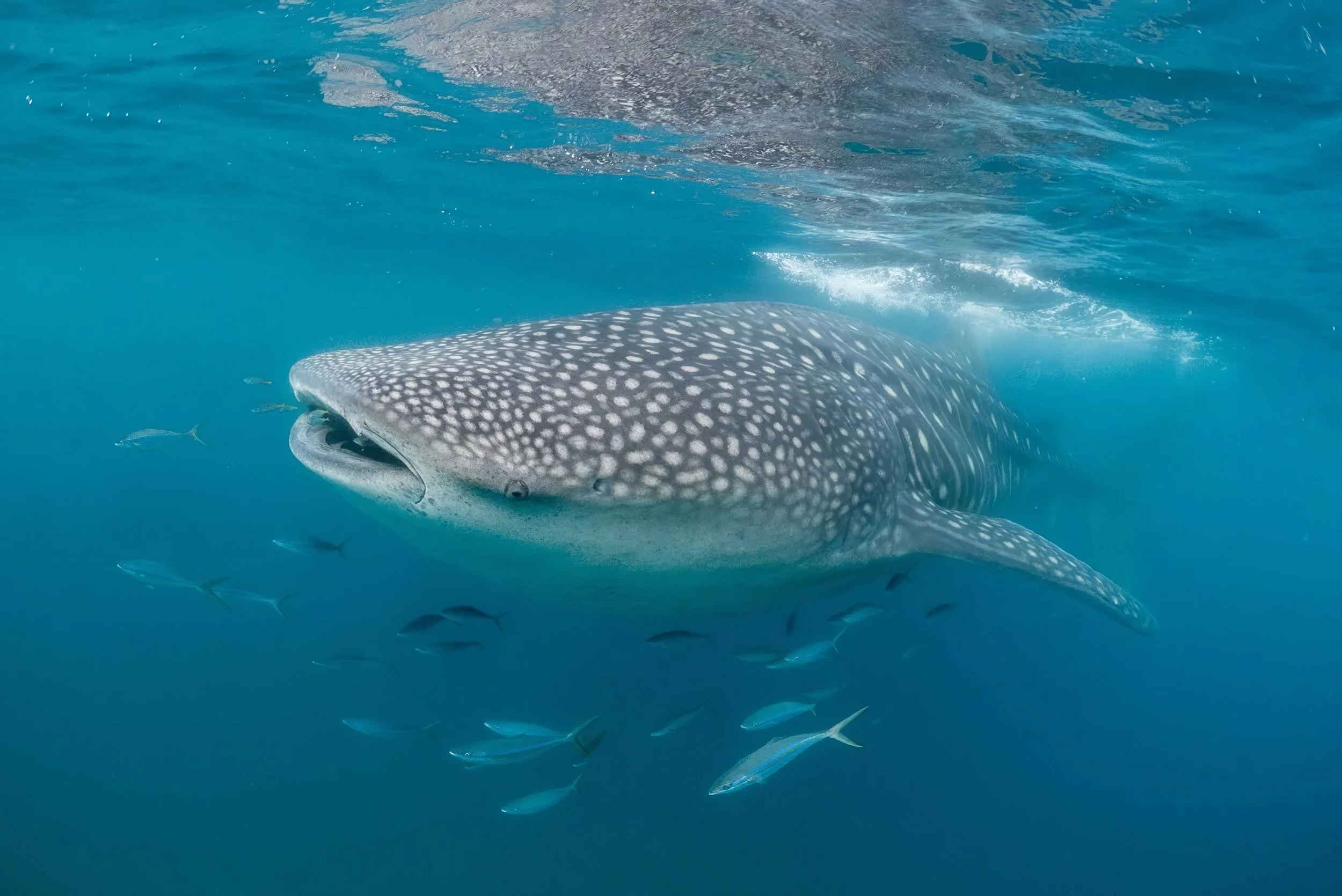 Ali The Whale Shark Marine Megafauna Foundation