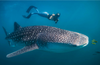 Global Whale Shark Research & Conservation Program — Marine Megafauna ...