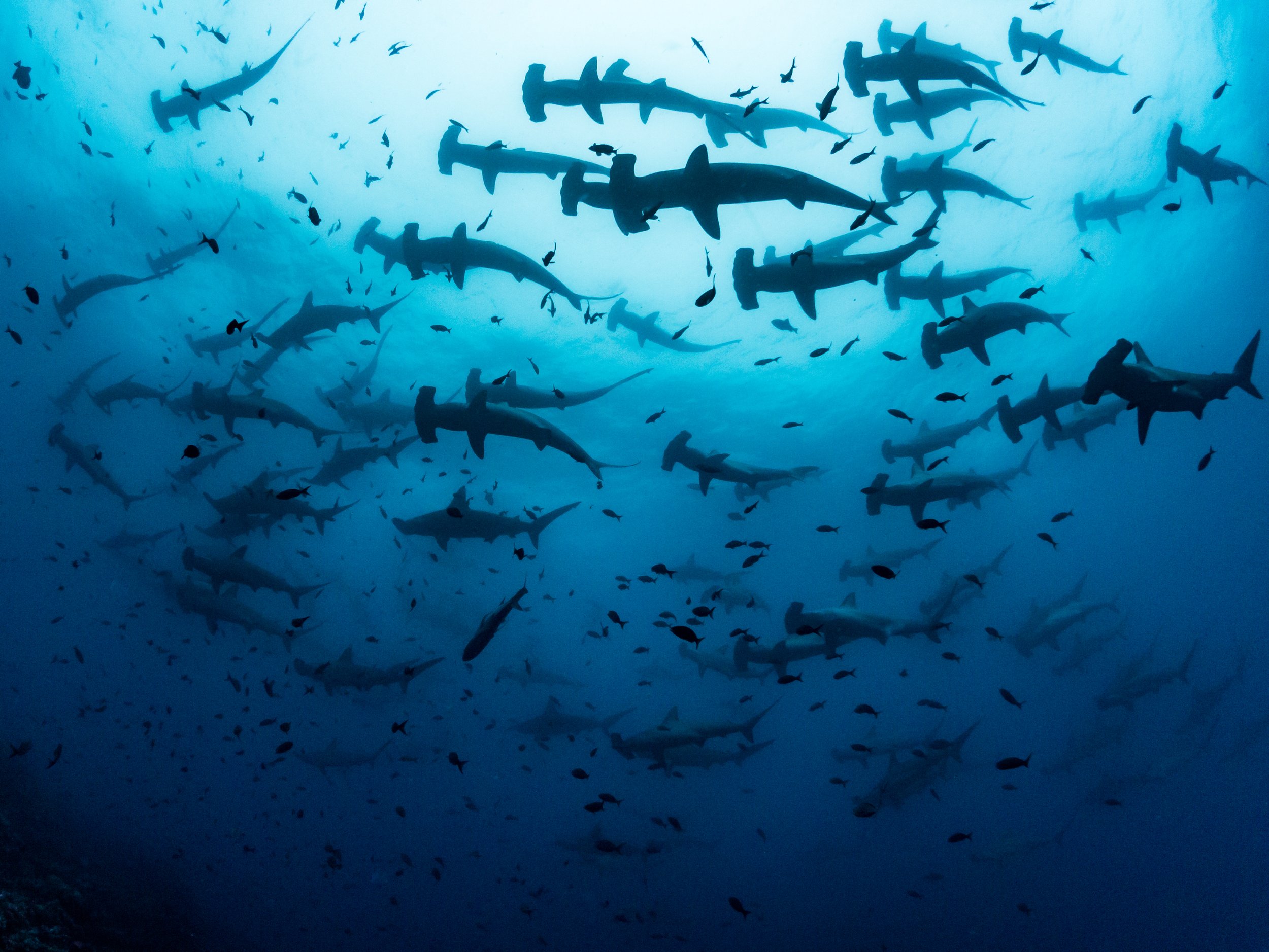 Human Threats on Sharks & Rays: Climate Change, Overfishing, Pollution ...