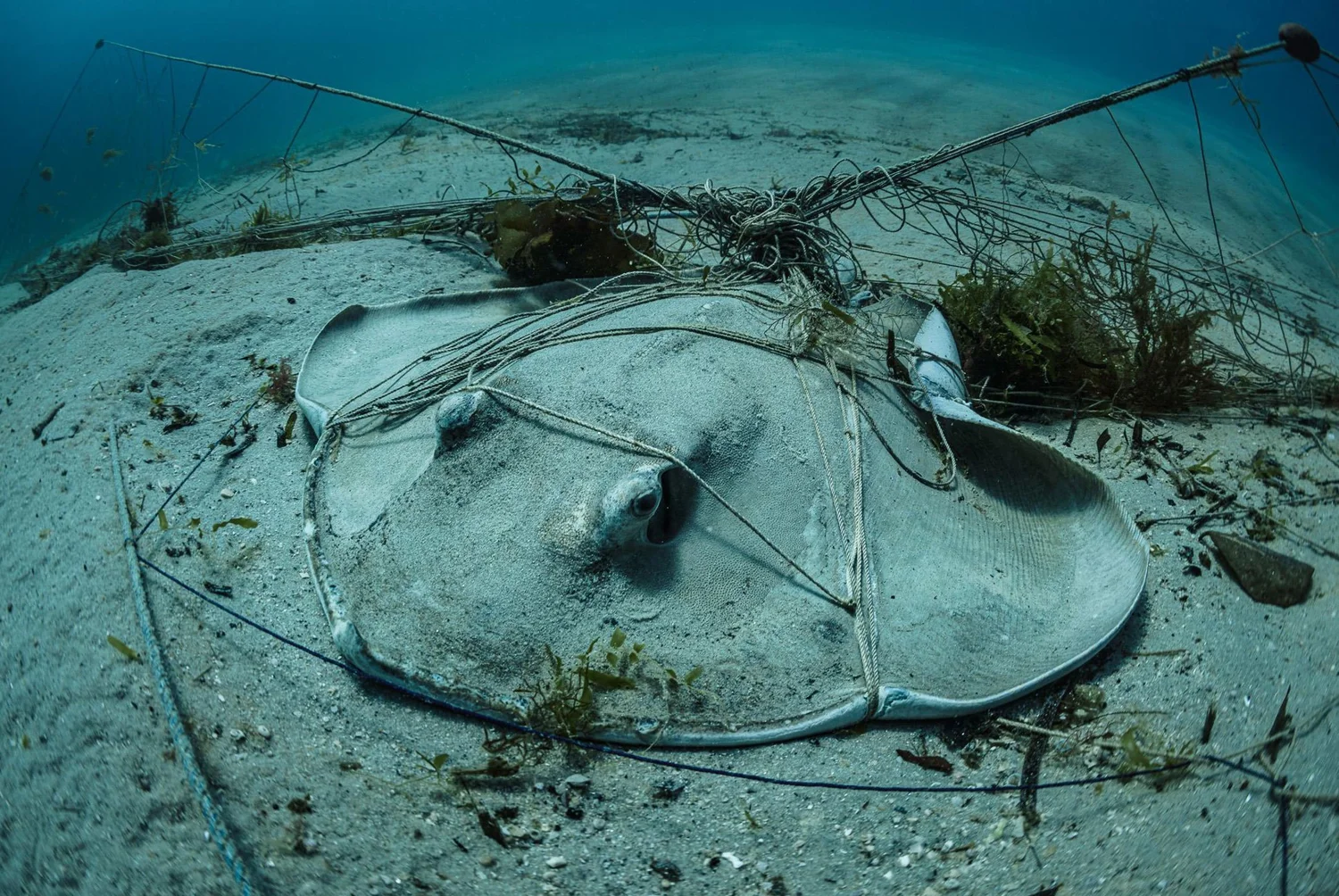 Human Threats on Sharks & Rays: Climate Change, Overfishing, Pollution ...