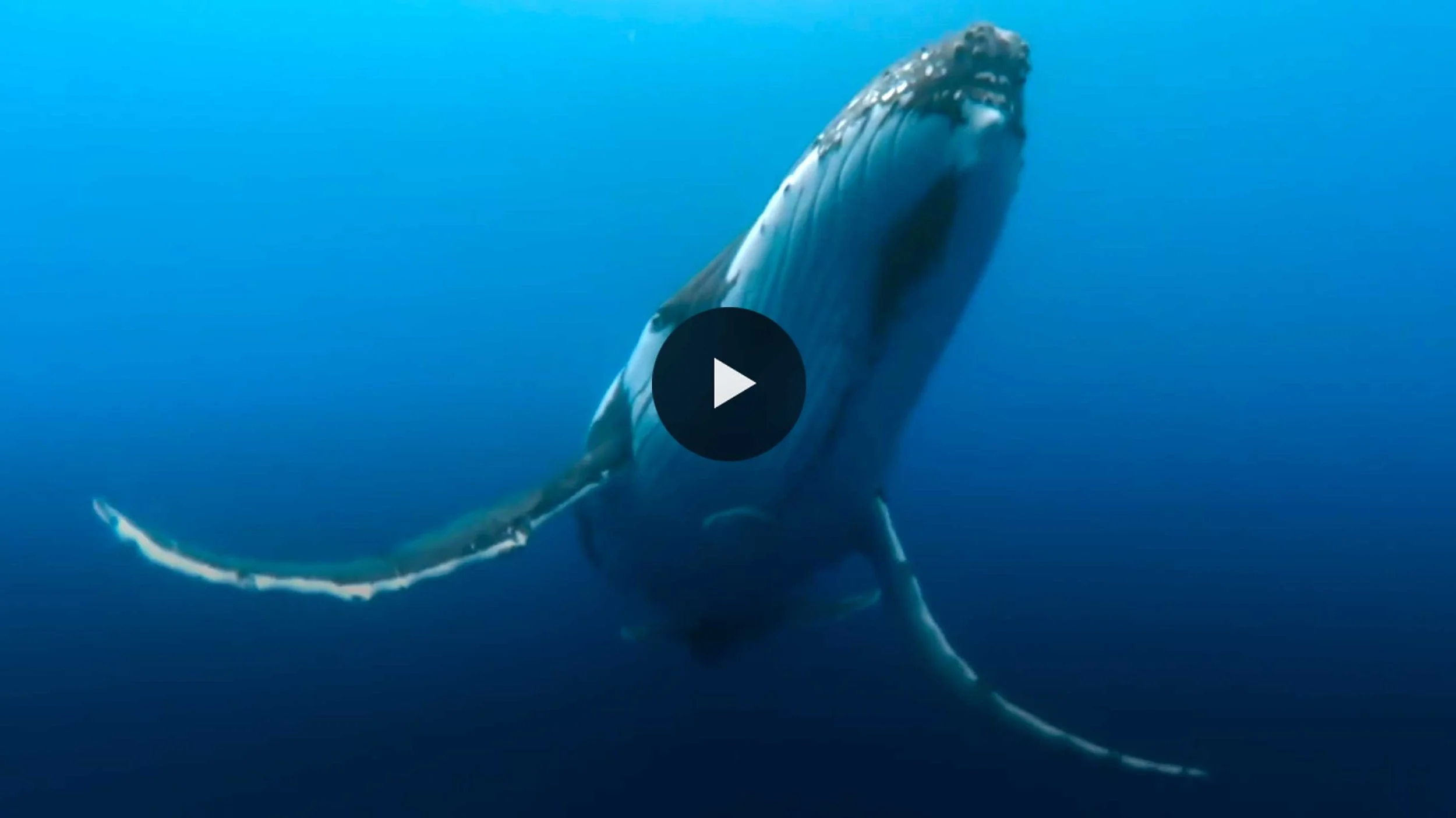 Latest News — Marine Megafauna Foundation