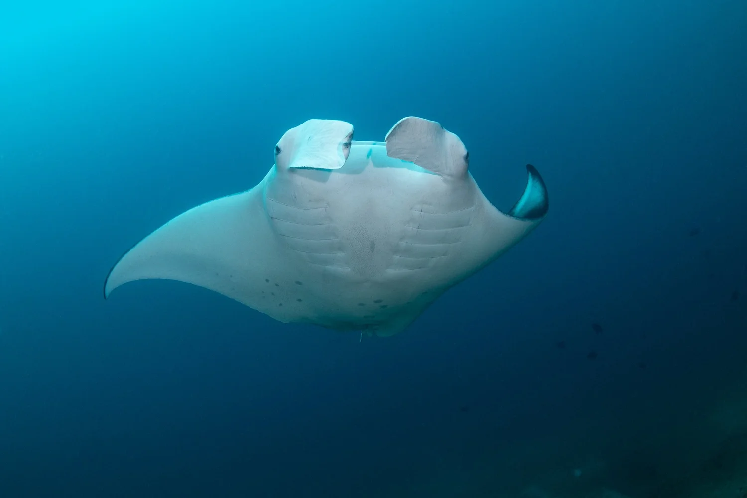 NBC Universal — Marine Megafauna Foundation