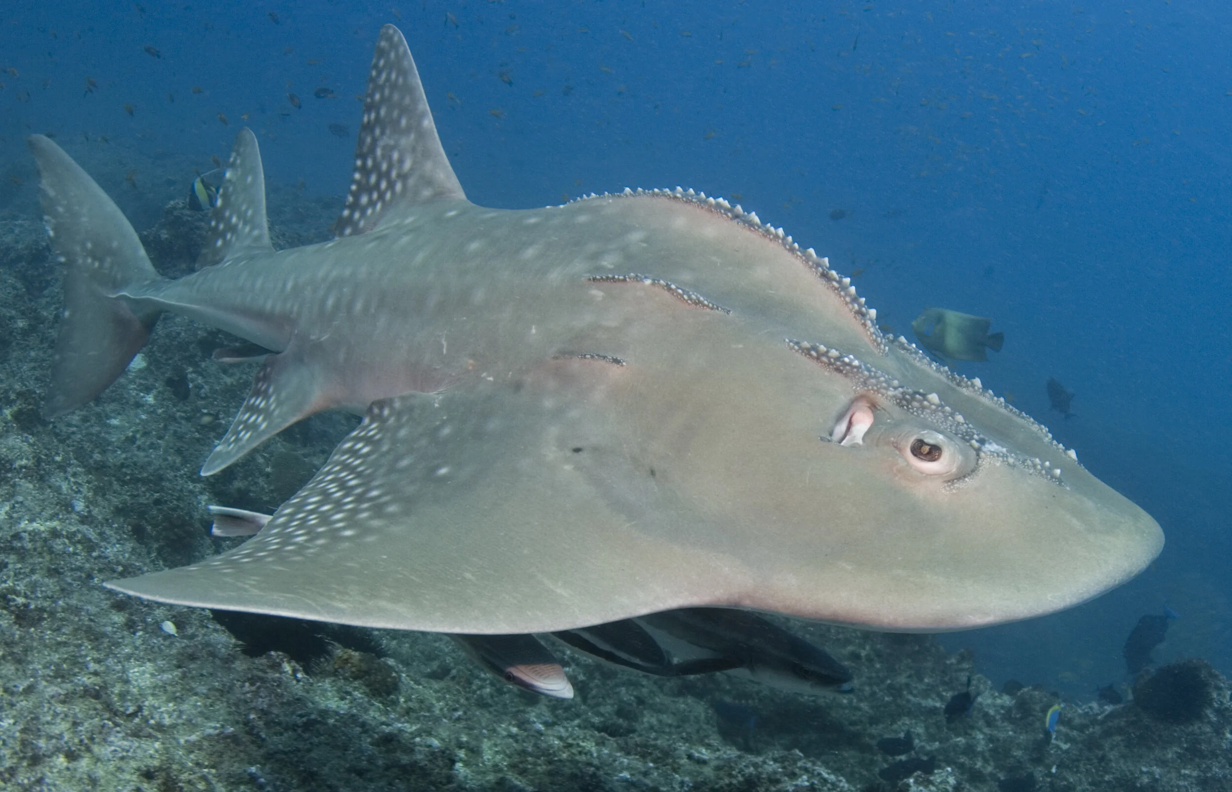 Mozambique Rhino Rays Research Project — Marine Megafauna Foundation