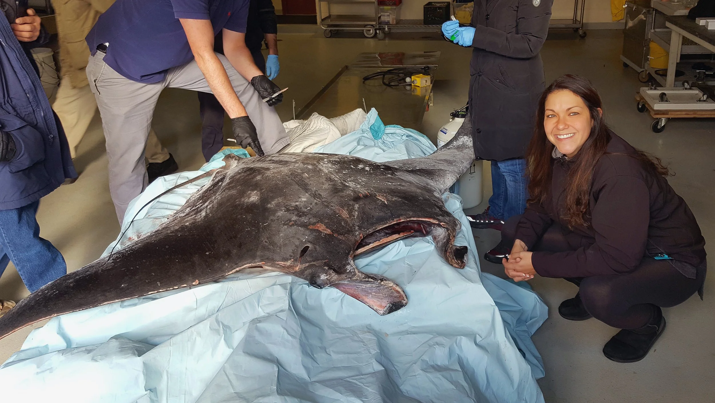 Third Manta Ray Species: Mobula yarae Discovered in Atlantic Ocean ...