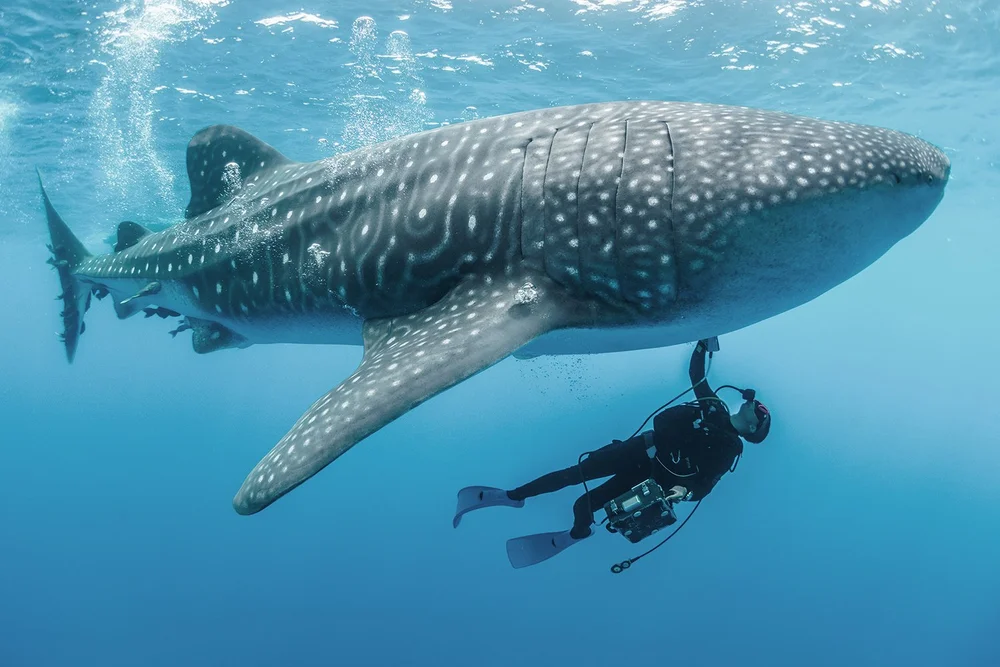 Global Whale Shark Research & Conservation Program — Marine Megafauna ...