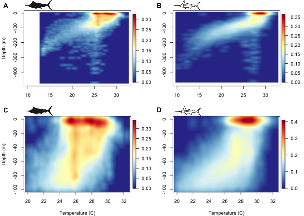New Study Reveals the Diving Behavior of Black and Striped Marlin ...