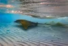 Researchers Document the Rare Ornate Eagle Ray — Marine Megafauna ...