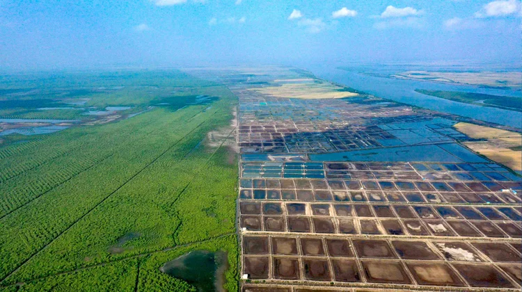 Impacts of Habitat Loss on Sharks and Rays — Marine Megafauna Foundation