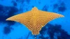 Researchers Document the Rare Ornate Eagle Ray — Marine Megafauna ...