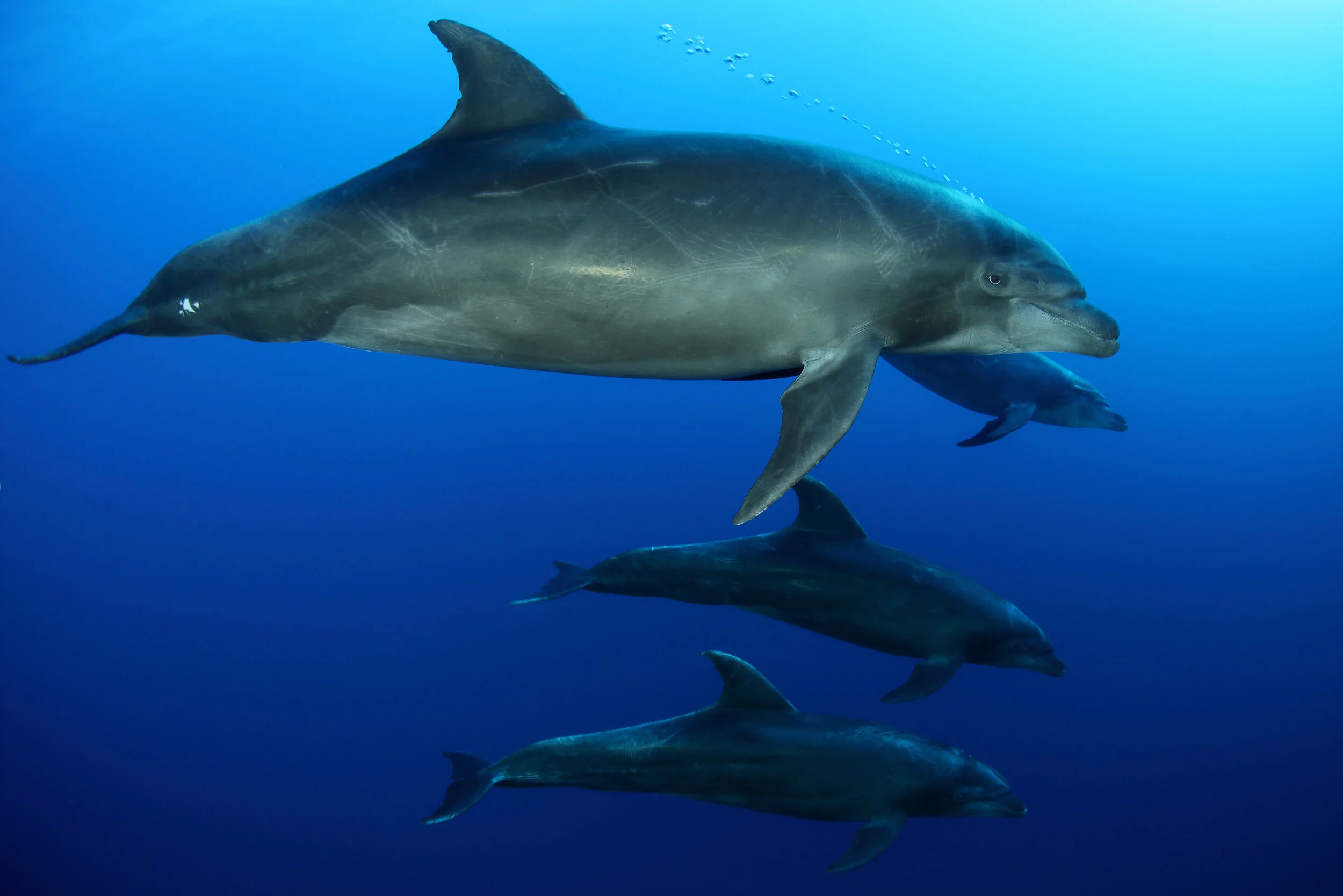 Socorro, Mexico — Marine Megafauna Foundation