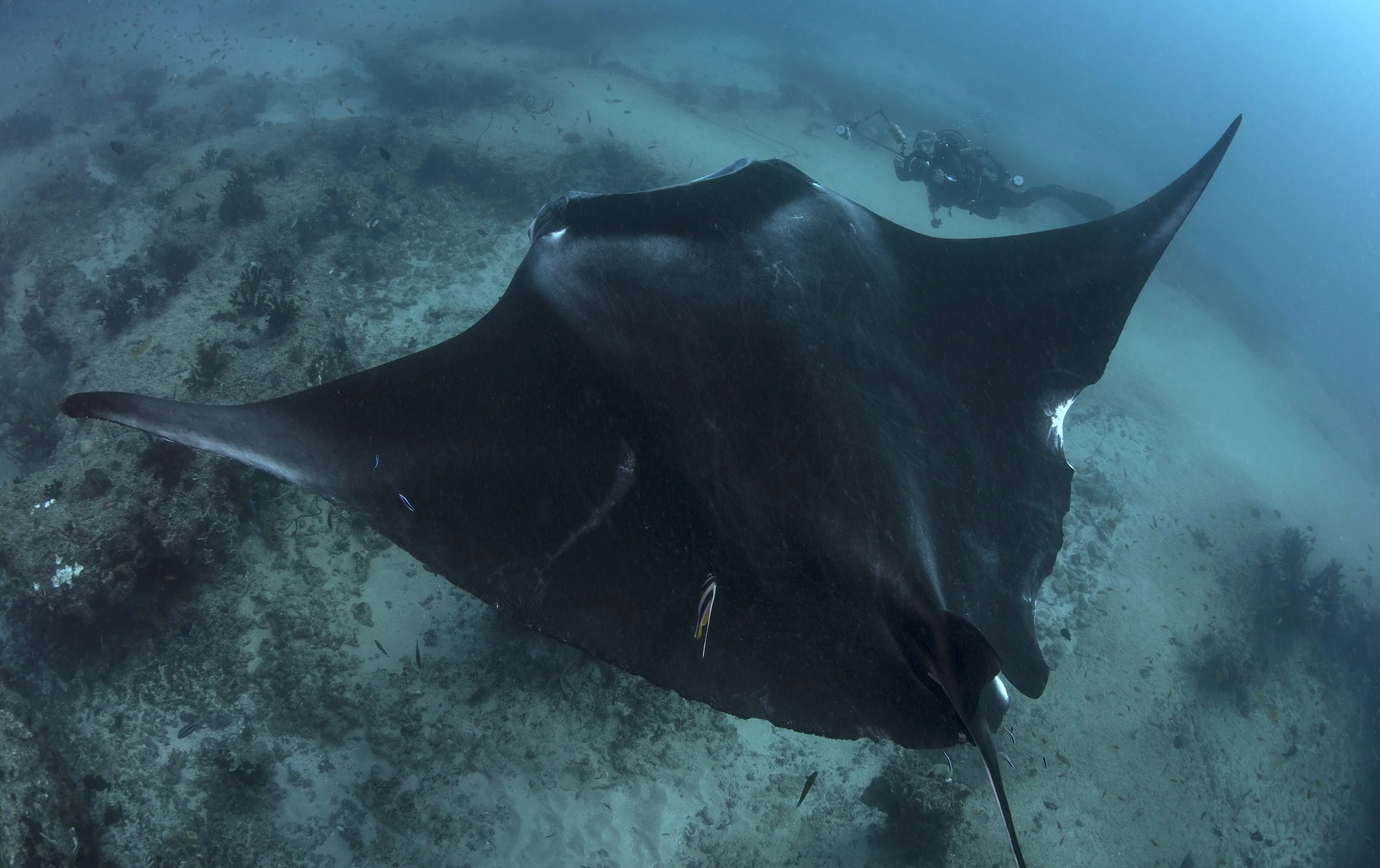 New study confirms a world-first international migration of reef manta rays — Marine Megafauna ...