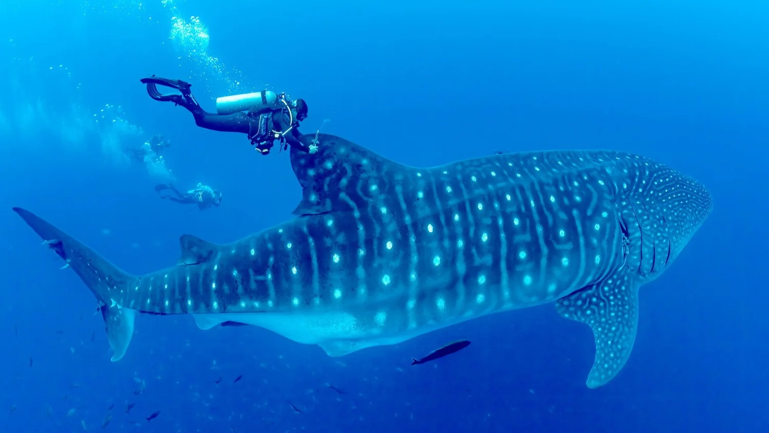 Ali the Whale Shark — Marine Megafauna Foundation