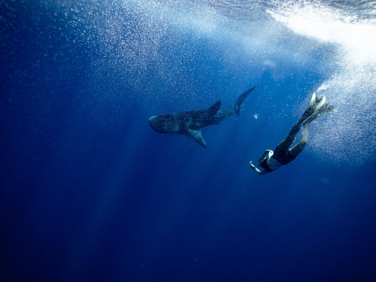 Madagascar Whale Shark Project — Marine Megafauna Foundation